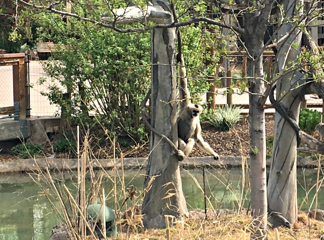 A Baby Giraffe and 10 Tips for the Perfect Denver Zoo Visit - Explorer ...