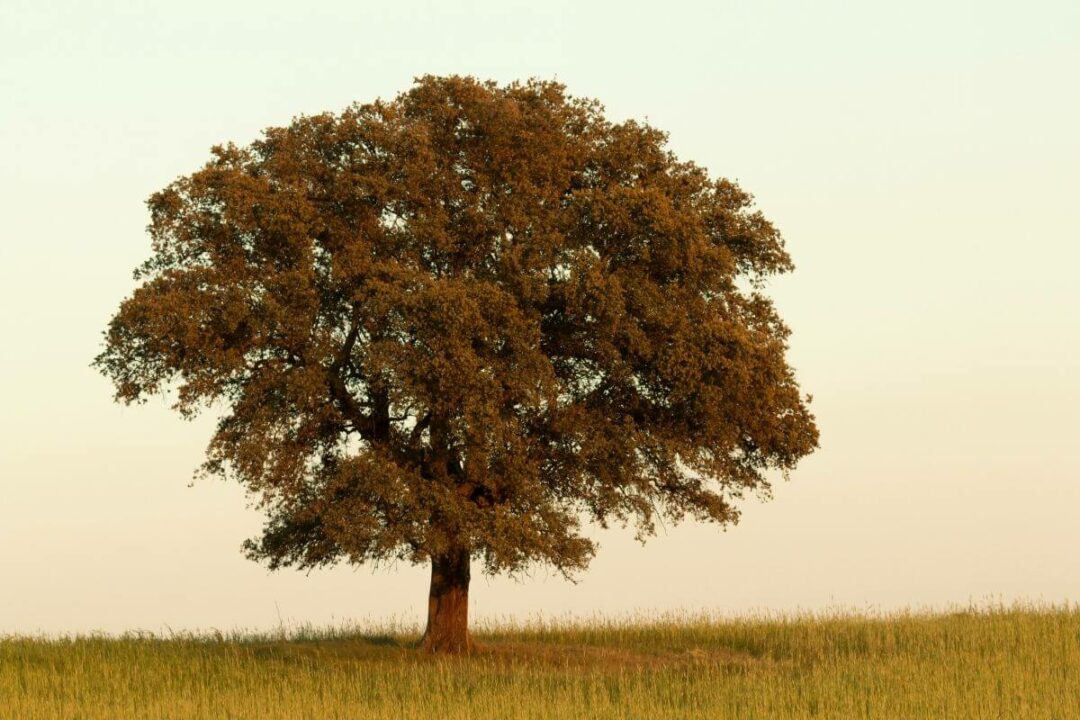 What is Spain known for? Famous Cities to Bullfighting - Explorer Momma