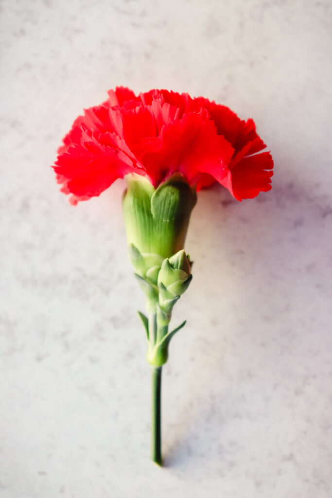 The National Flower of Spain: The Red Carnation - Explorer Momma
